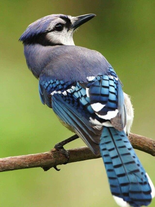 Legally Allowed Pet Birds In India legally-allowed-pet-birds-in-india